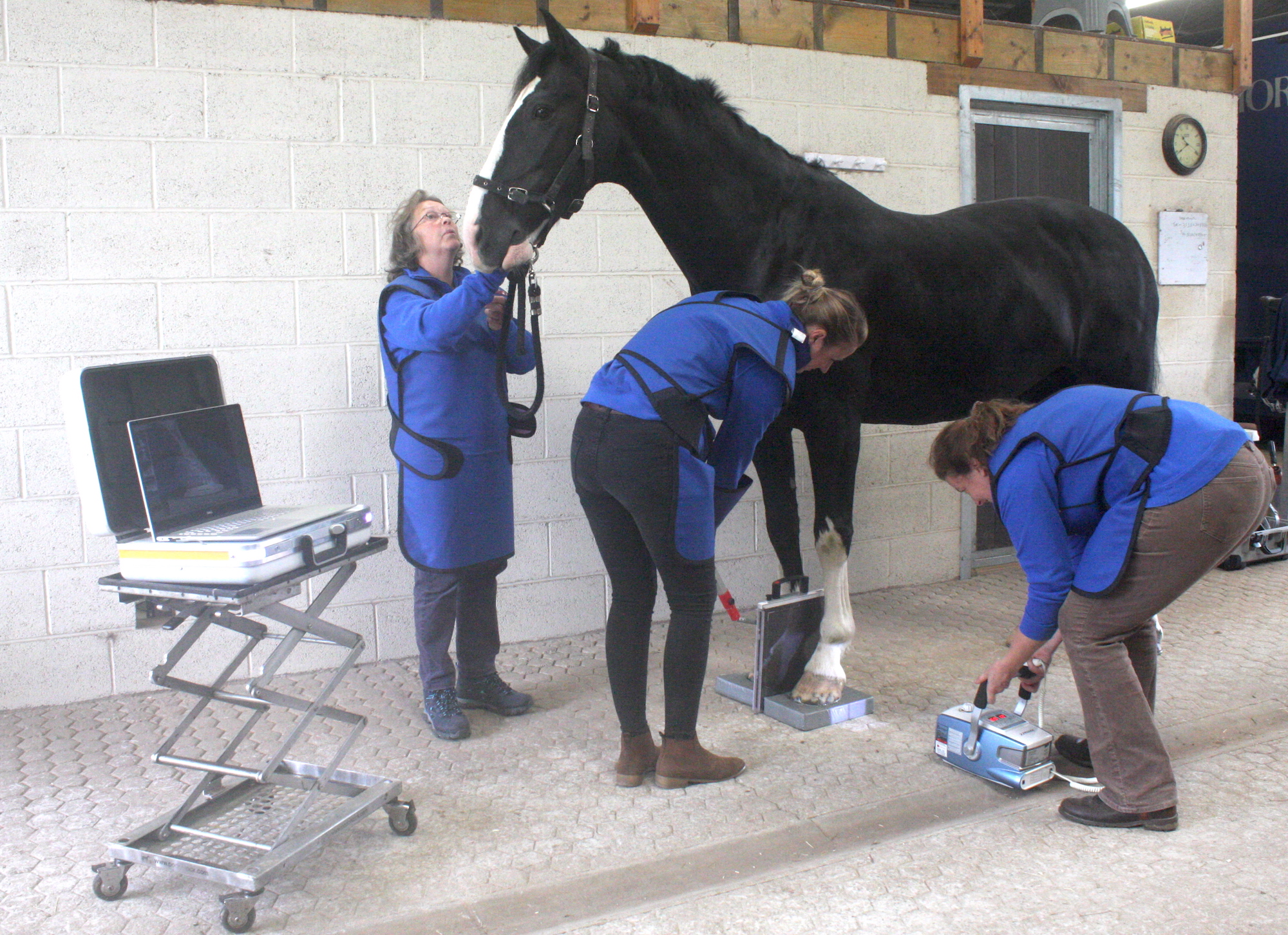 Conformation of the Foot - Walker Equine Vets