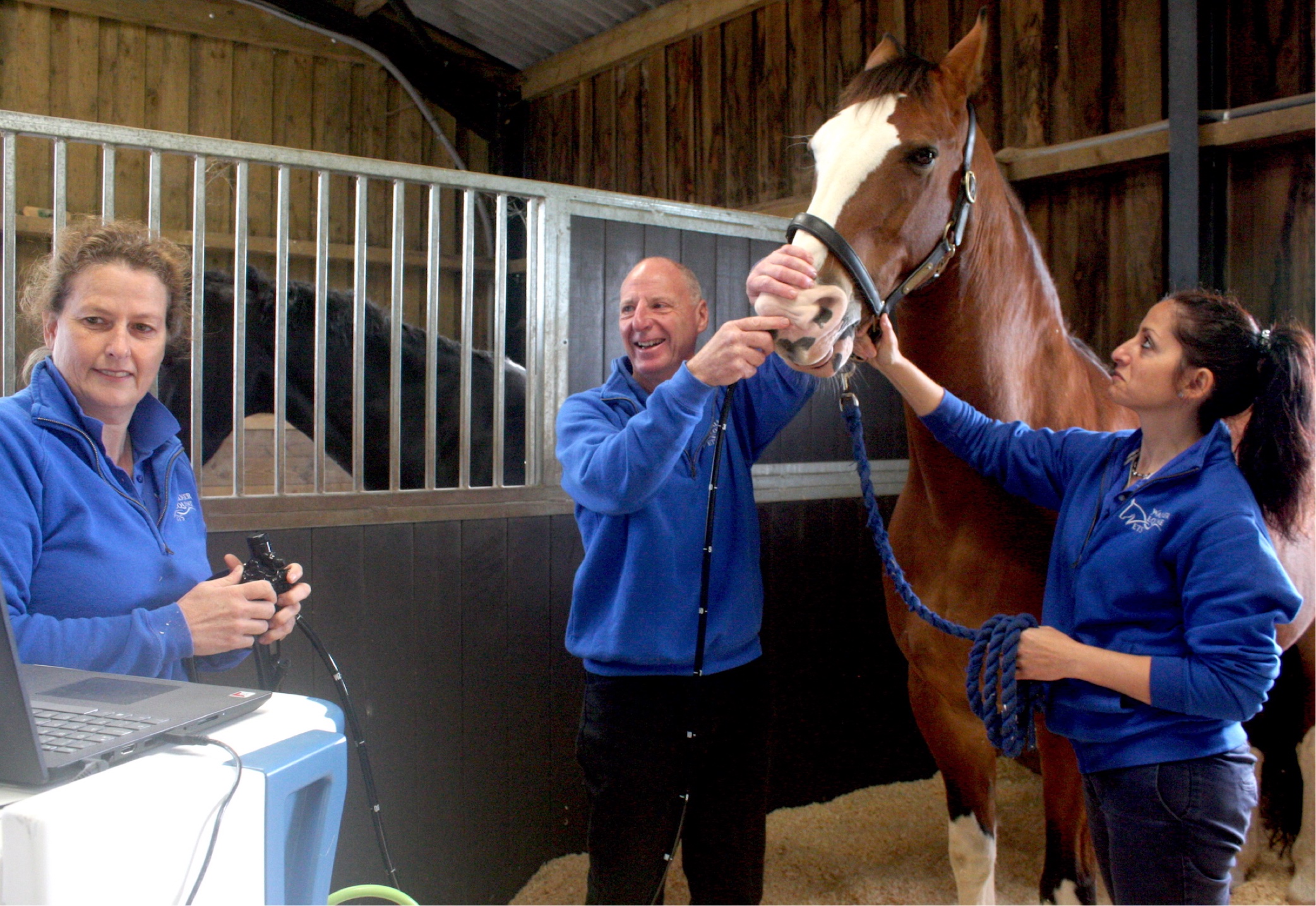 Endoscopy & Gastroscopy - Walker Equine Vets