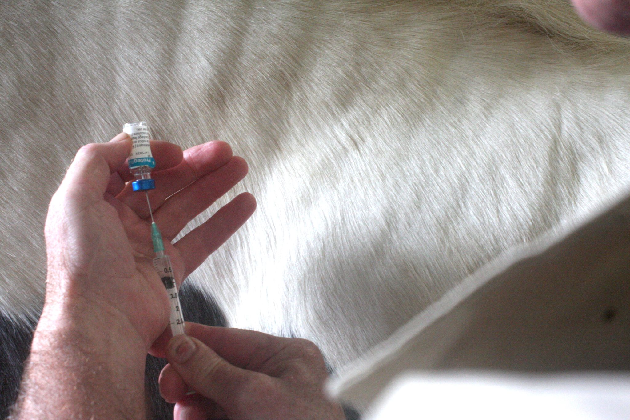 Vaccinations - Walker Equine Vets