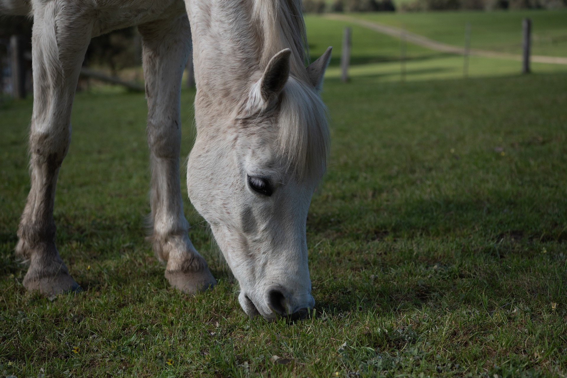 Equine Grass Sickness - Walker Equine Vets