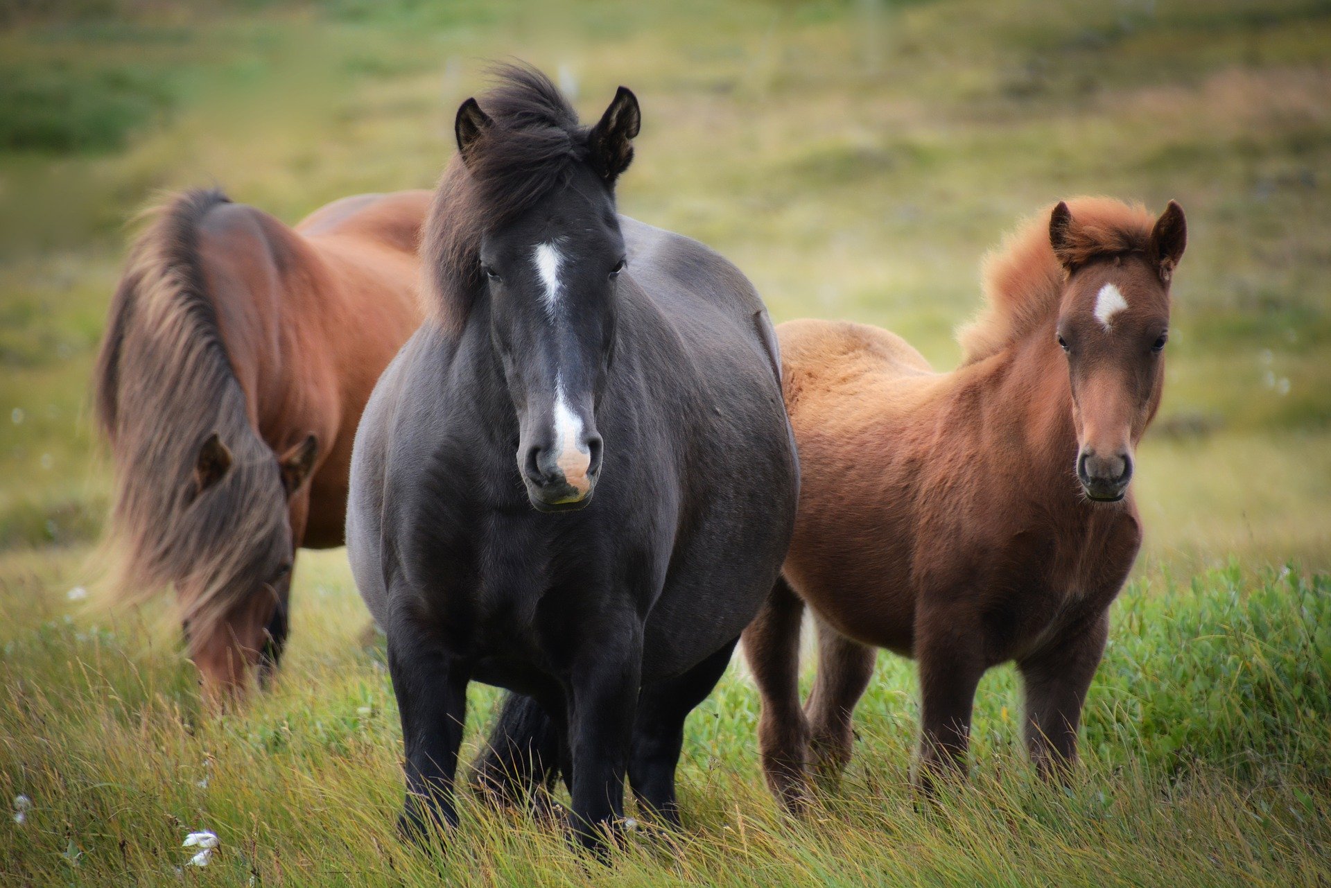Sarcoids - Walker Equine Vets