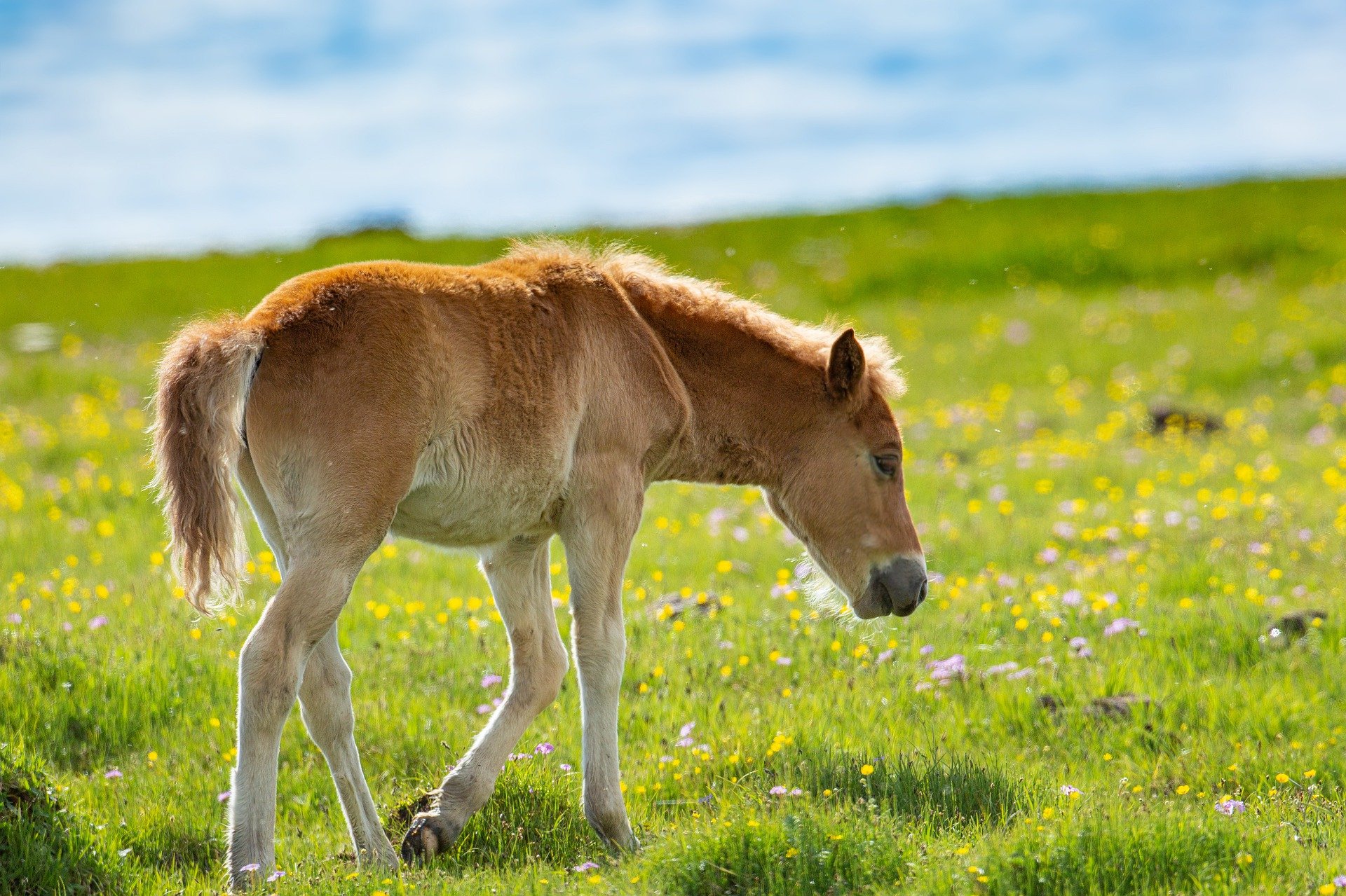 Canker in the foot - Walker Equine Vets
