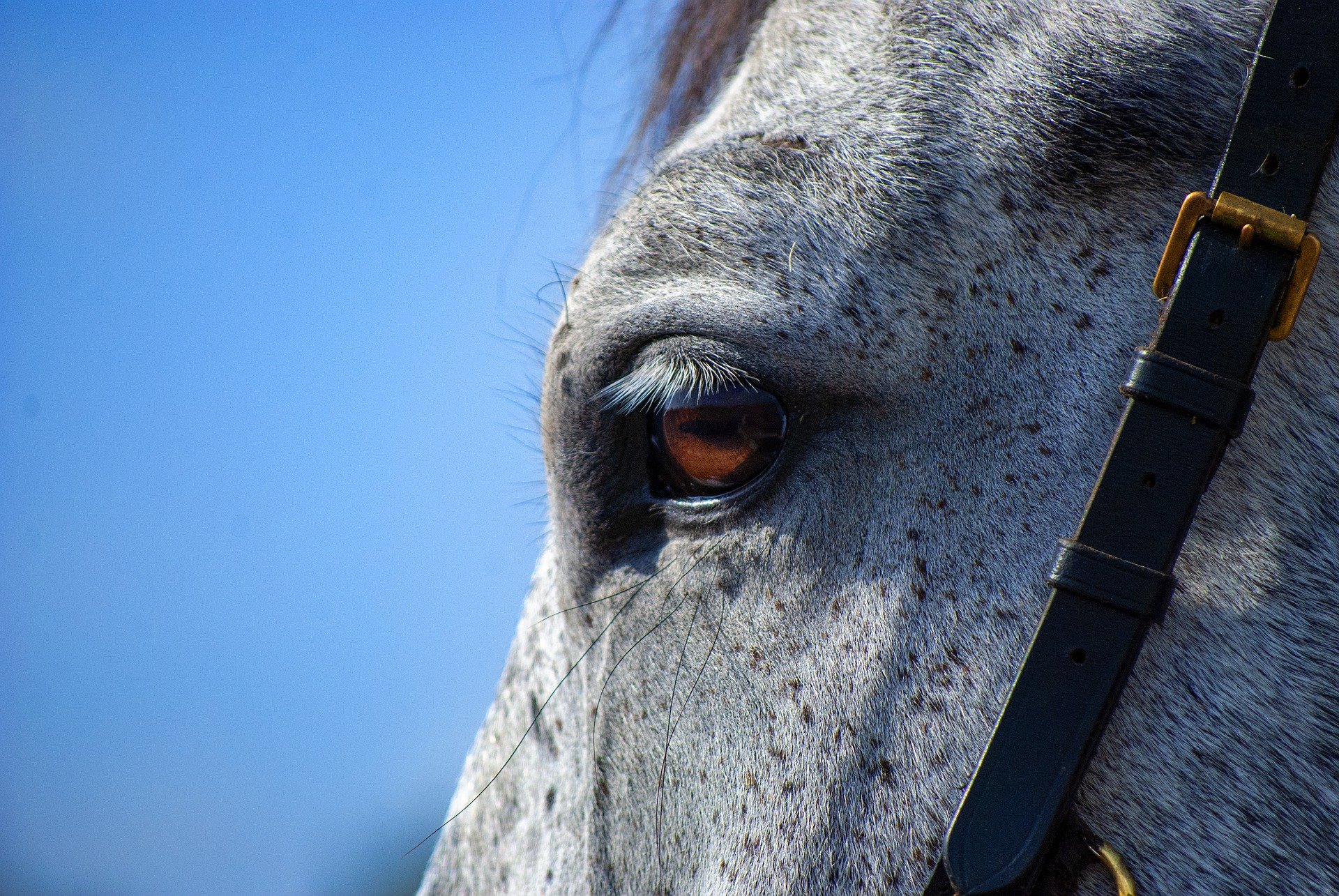 Equine Infectious Anemia (EIA) - Walker Equine Vets