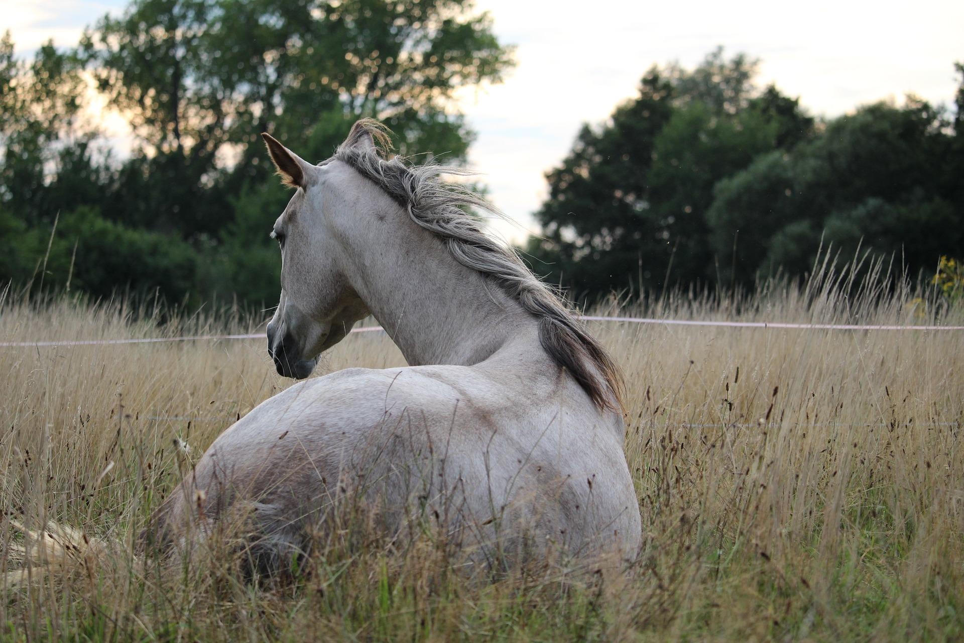 pregnant mare - Walker Equine Vets